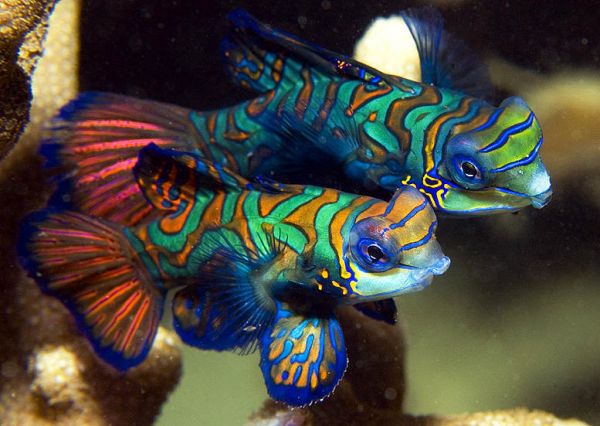 Mandarin Fish - MY PETS