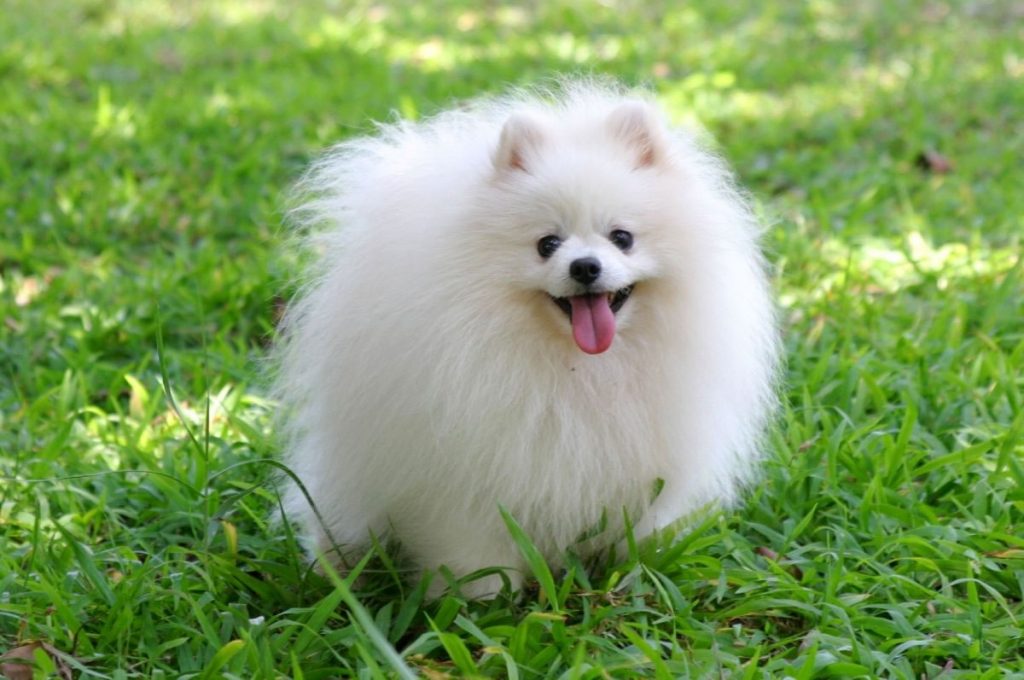 Fakta tentang Anjing Pomeranian, Ras Badan Mungil yang Tak Takut dengan ...