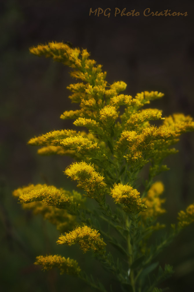 MPG Photo Creations: Kansas Wildflowers Yellow *New*