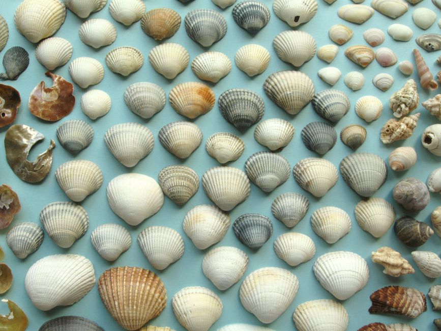 Bugs and Fishes by Lupin: My Childhood Shell Collection