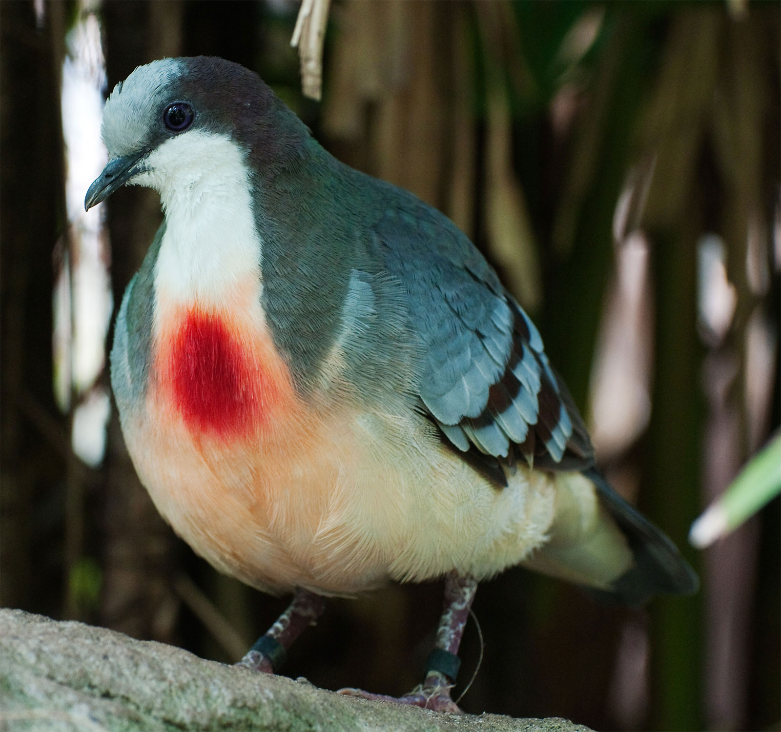 Birds Walpaper reviews: Nice Birds