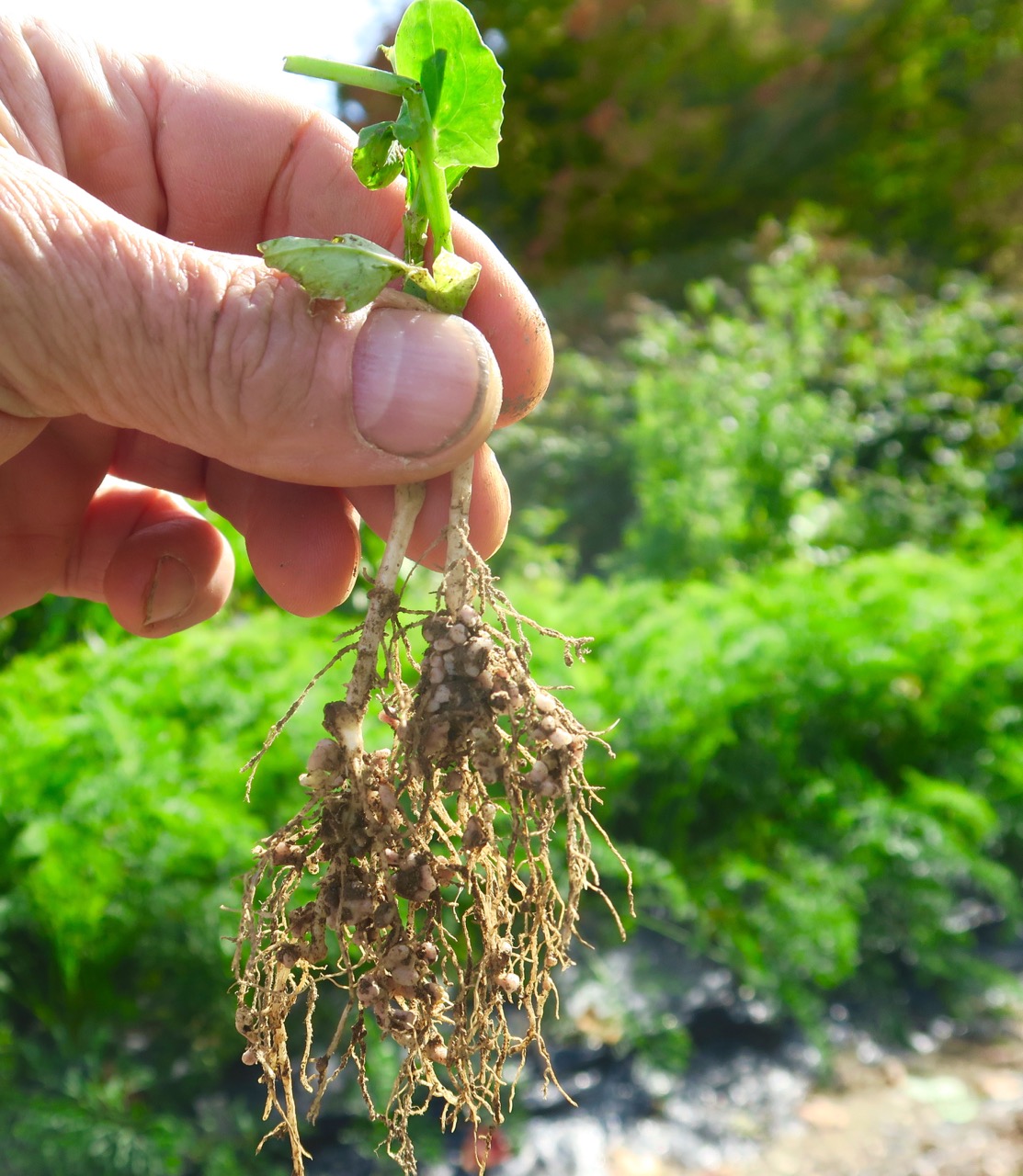 Upland: A Pea Scheme For Minibeds