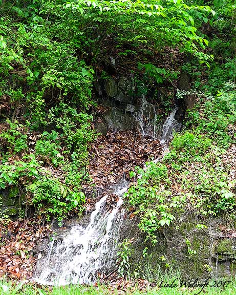 The View from Squirrel Ridge: Recent Random Nature Scenes