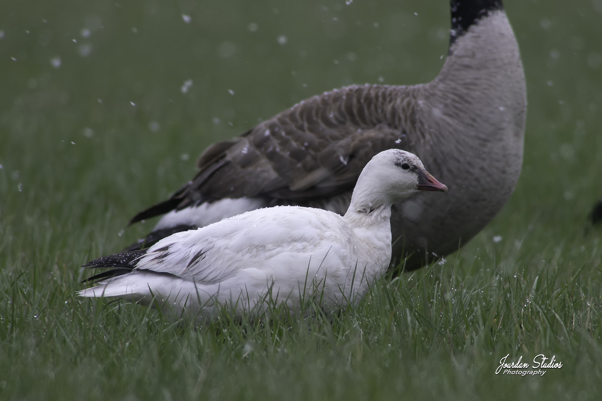 Ross's Goose - 20 Apr 2021