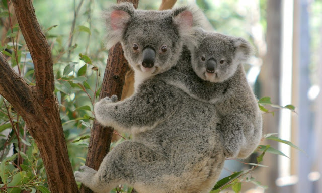 Inilah Fakta Unik Koala, Hewan Lucu Menggemaskan Dari Australia ~ Cerita Unik