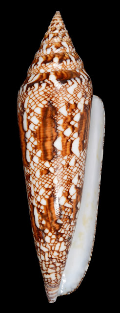 Dr. Lee's Gallery Museum: Conus bengalensis 123.2mm (Long and dark) 孟加拉芋螺