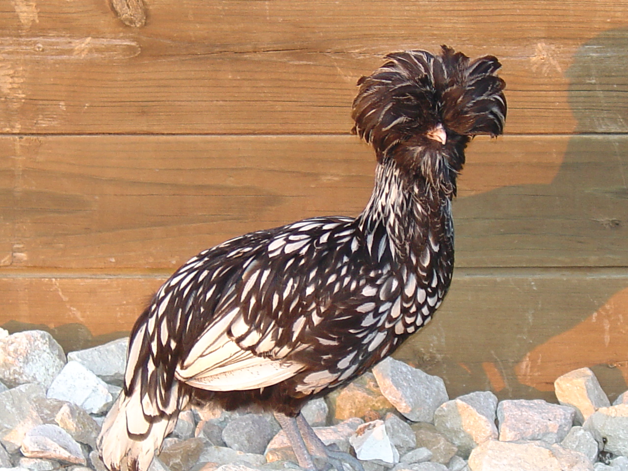 Designer Chickens at Thomas Castro blog