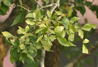 The Healing Herb of India: Aegle marmelos (Bael) |The Healing Herbs of ...