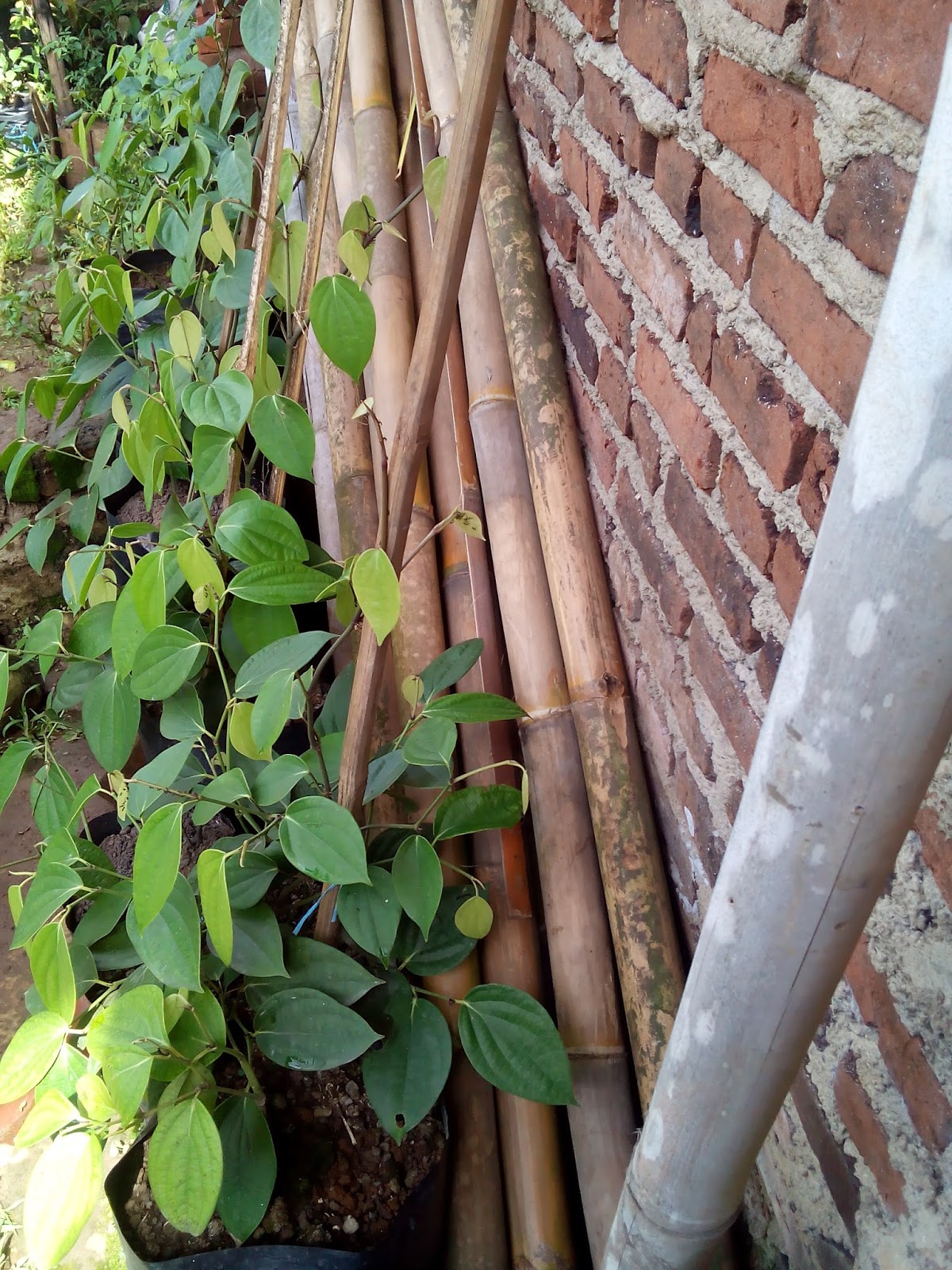 Masterpiece Kebun Lada di Pekarangan | Katabah Komarudin Tasdik