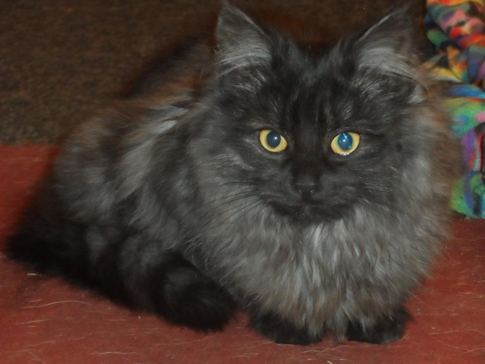 Tali's Tails: Black Smoke Cat