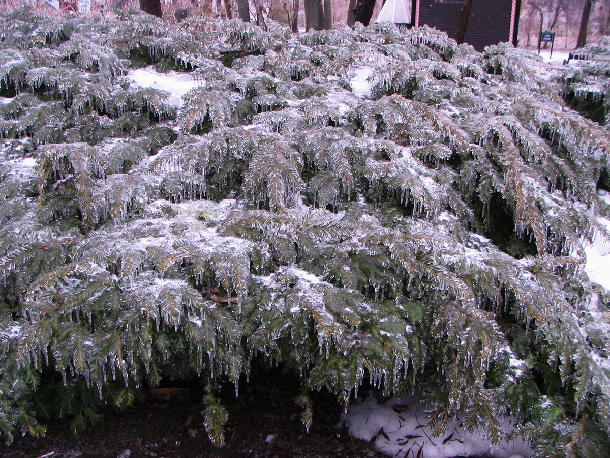 LA MULTI ANI, ROMANIA!: Conifere inghetate