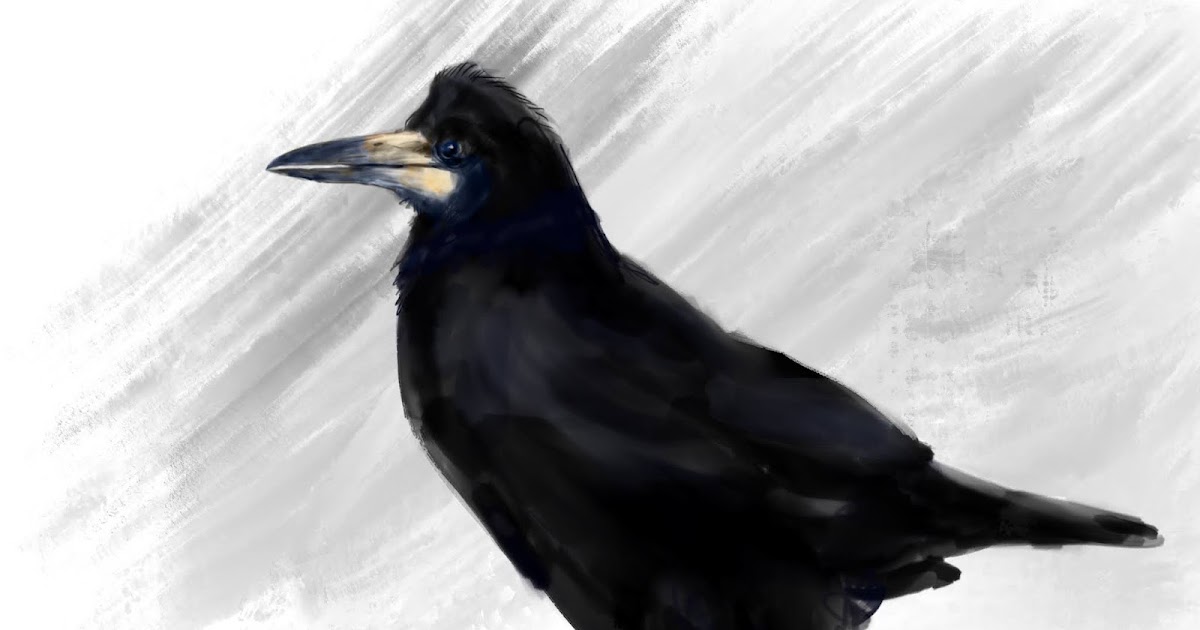 Birds: Rook