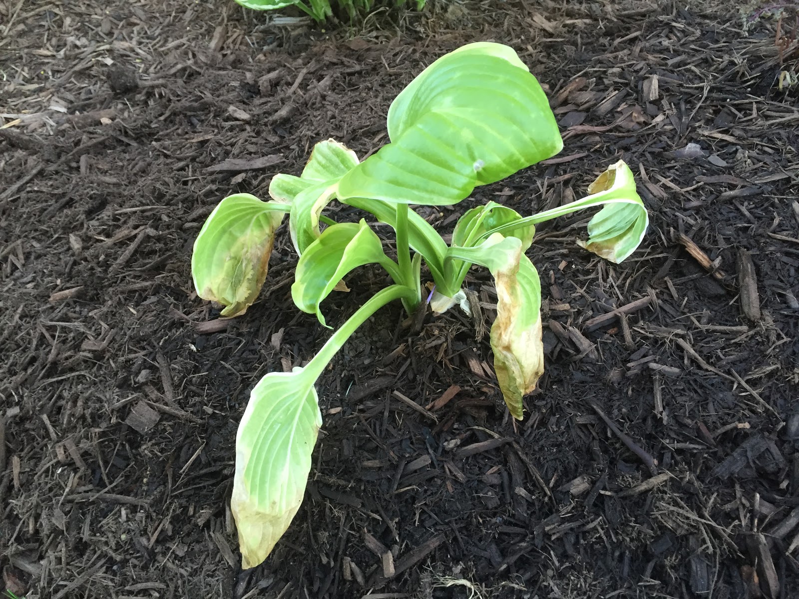 Lots of New Additions! Lavender Lace, Frozen Margarita, Tiny Shadow ...