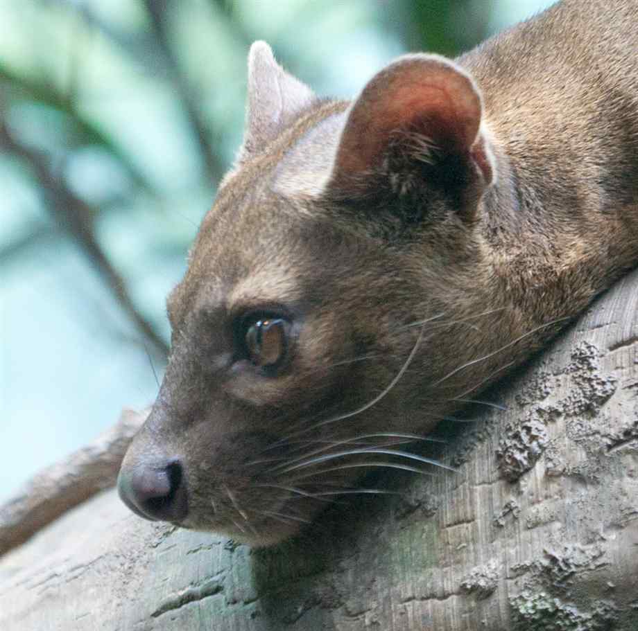 El ojo del buitre: Civeta de Madagascar (Fossa fosana)