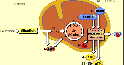 Biología para tus tareas: La Respiración Celular.