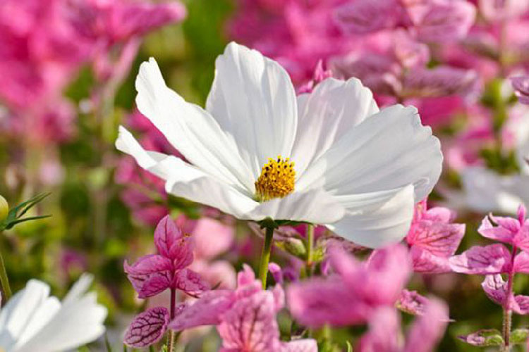 COSMOSFLOWERINF: Berikut Sejarah dan Cara Penanaman Bunga Cosmos yang ...