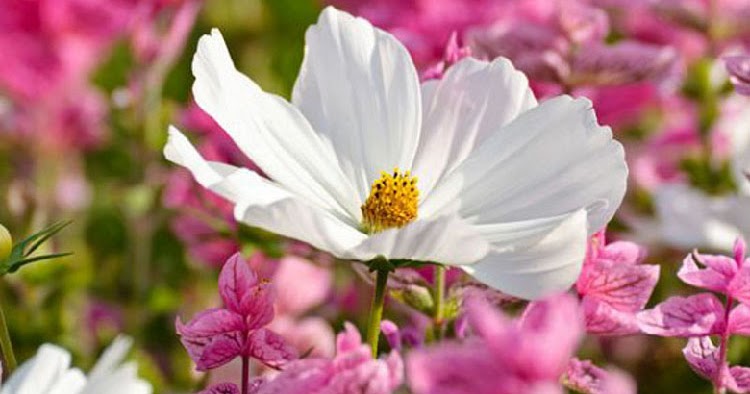 COSMOSFLOWERINF: Berikut Sejarah dan Cara Penanaman Bunga Cosmos yang ...