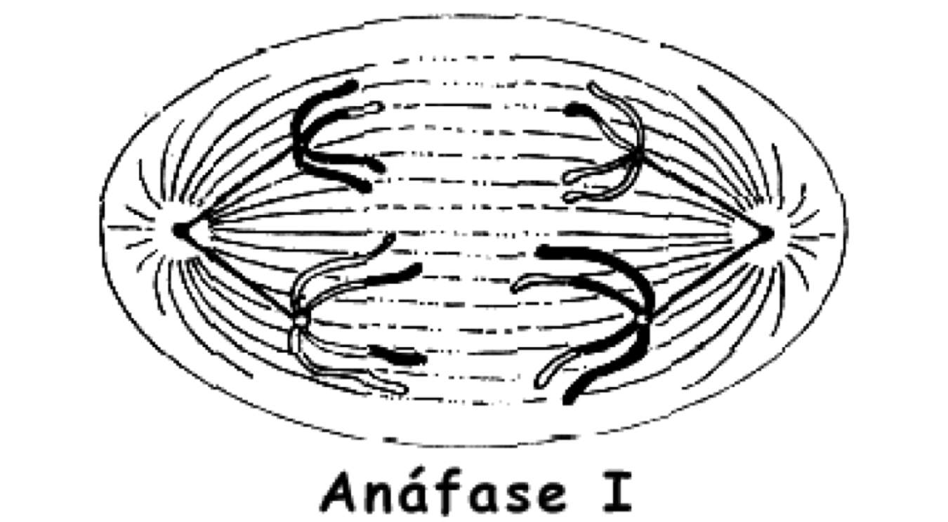 Sala BioQuímica: Mitose x meiose: divisão celular eucariota