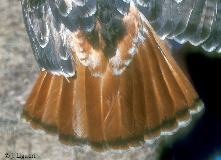 Raptor Identification and Photography: Sexing Red-tails by the sub ...