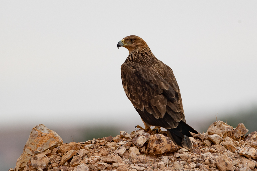 Birds of Saudi Arabia: Eastern Imperial Eagles - Ushaiqer