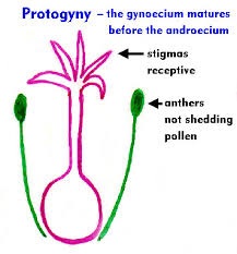 project on pollination for class 12