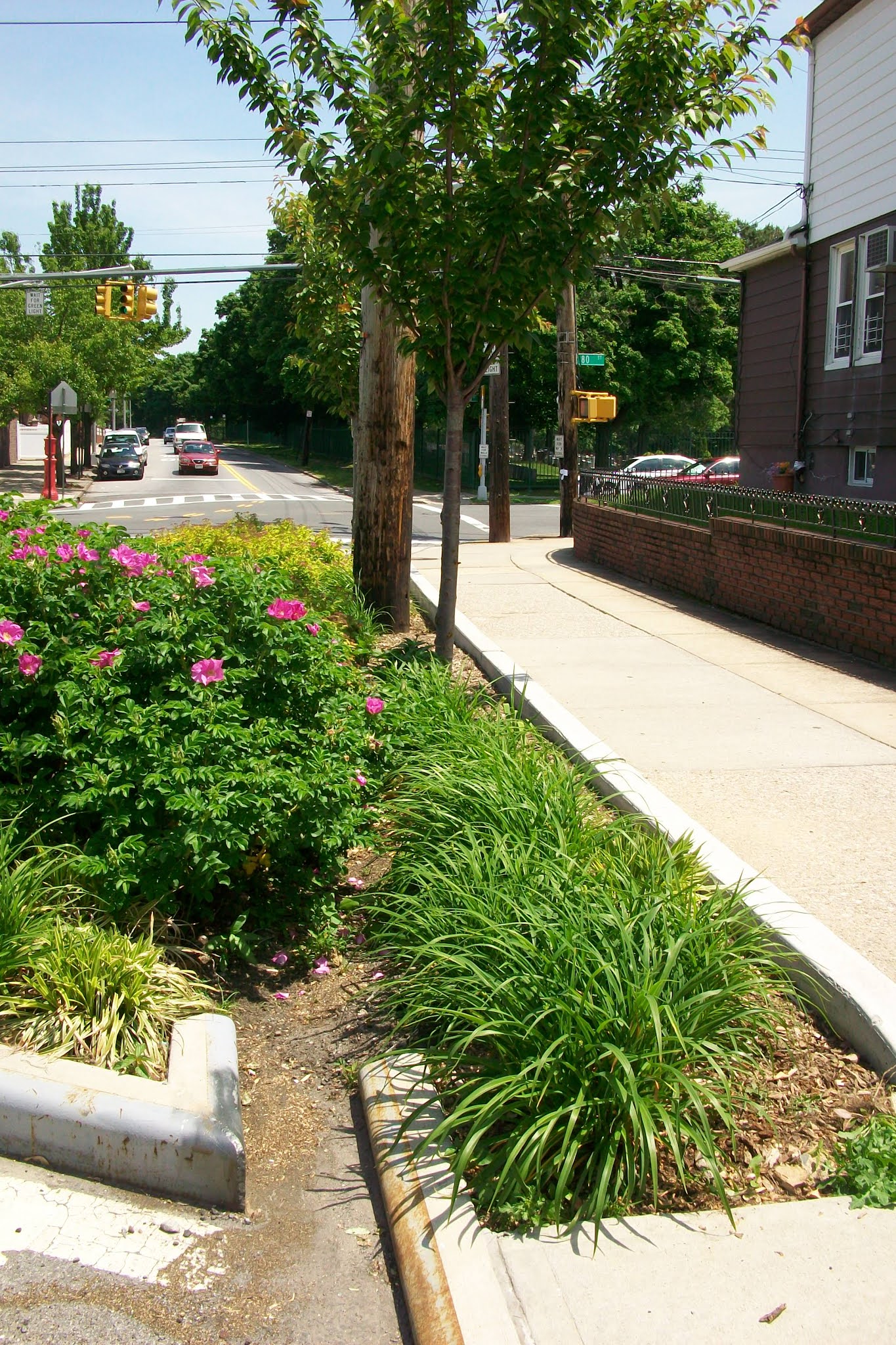 Street Tree Planting Areas at Martha Chouinard blog