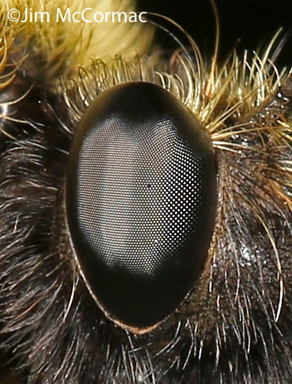 Ohio Birds and Biodiversity: Bugs in the Bog