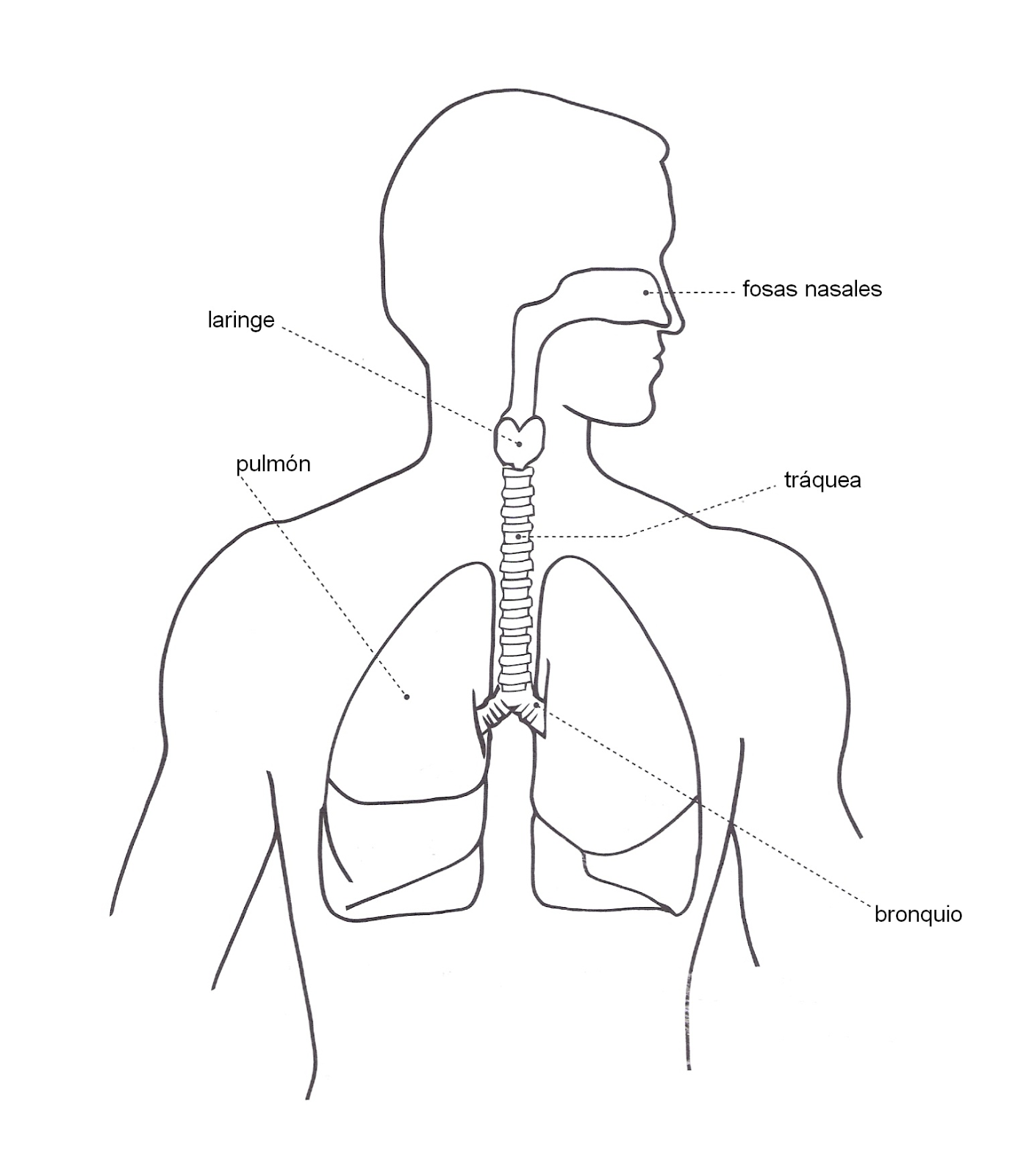Aparato Respiratorio Para Colorear