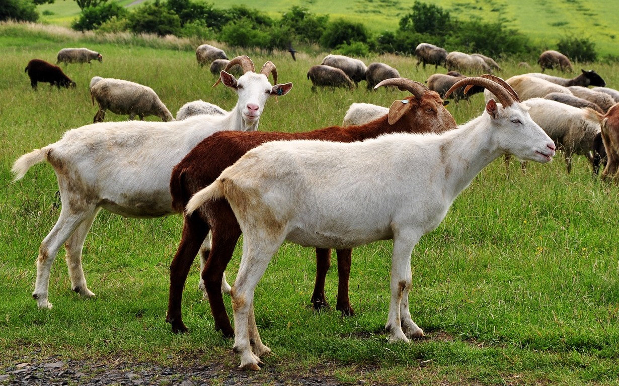 Contes d' Animals: LA CABRA