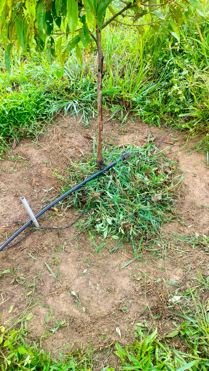 WEEK 12: CIRCLE WEEDING AND MULCHING AT DURIAN PLOT