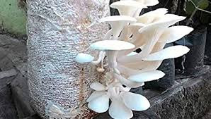 ස්වයං ව්‍යාපාරයක් ලෙස දේශීය නිෂ්පාදනයට දායක වන බිම්මල් වගාව