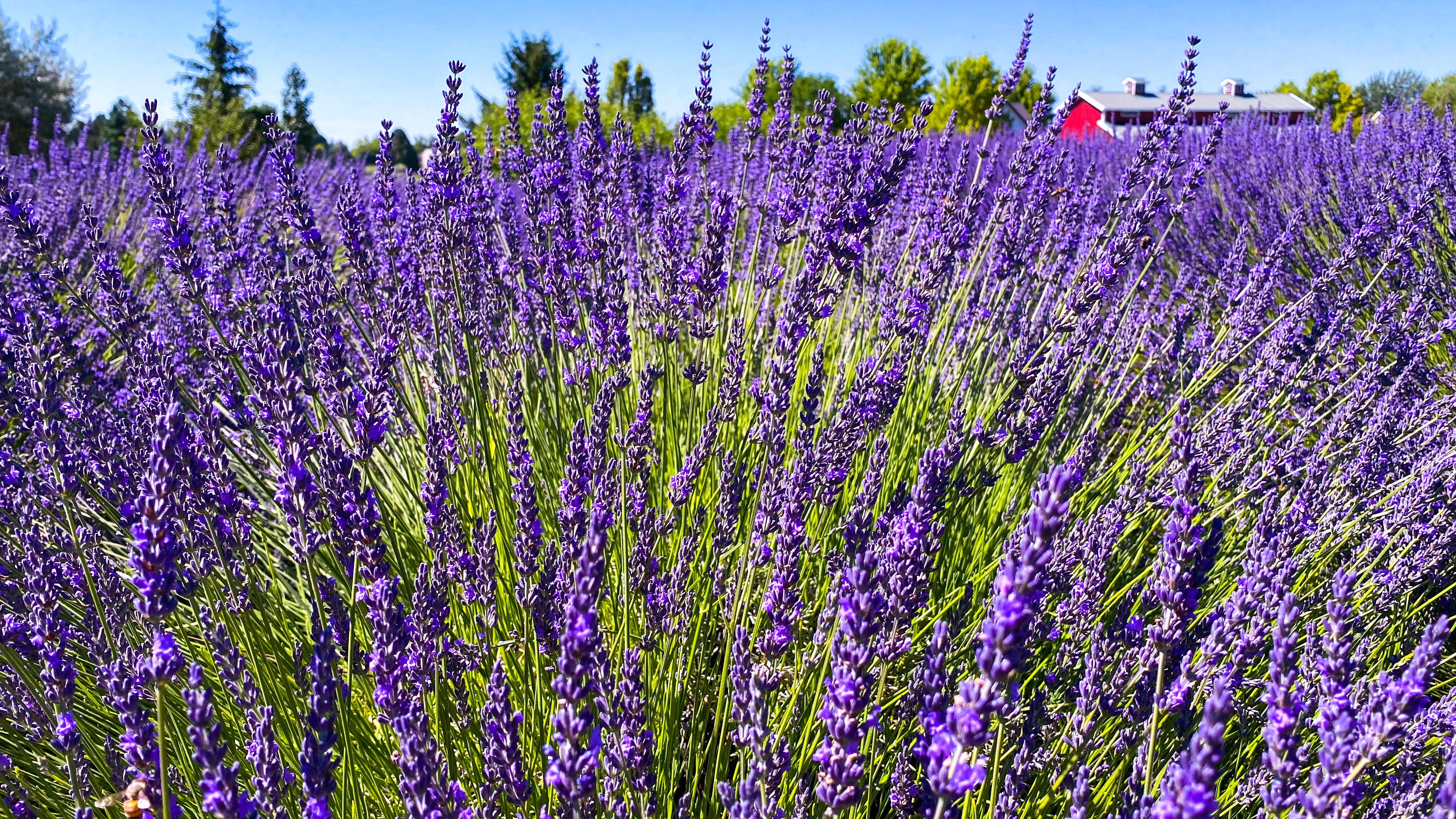 Sassy's Photography: RED CHAIR LAVENDER