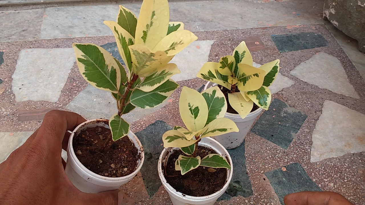 How to grow starlight ficus / moon star ficus - Gardening basics