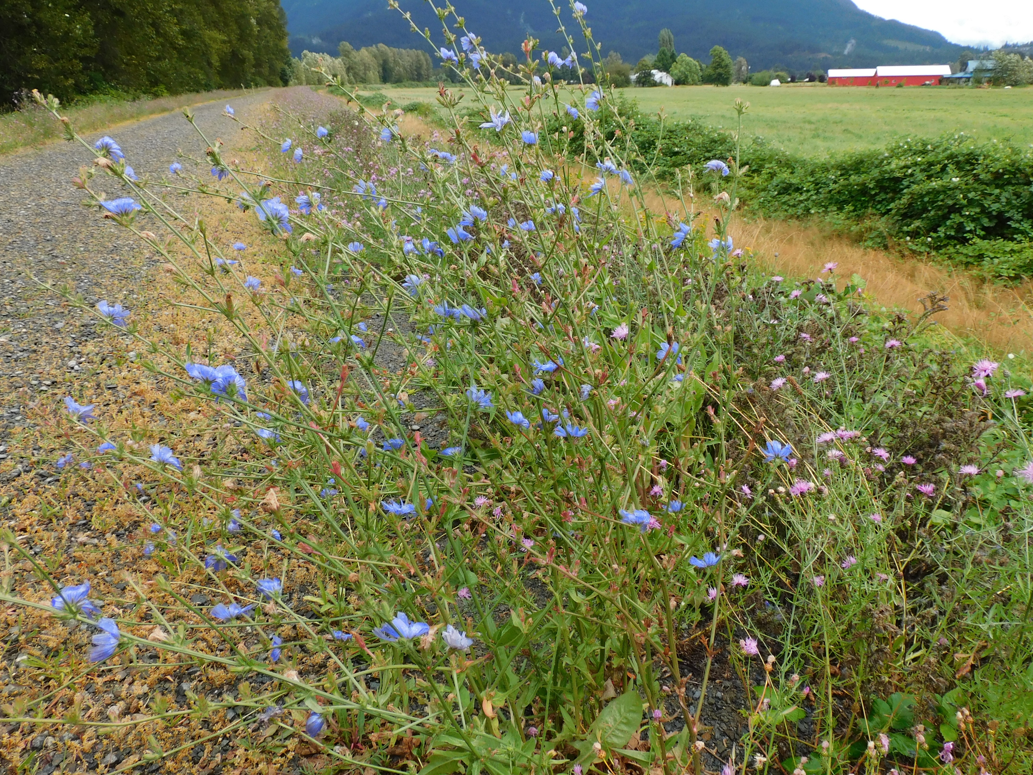 Kathy'sKorner - IBA BC033