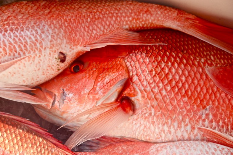 Red Snapper Wholesale Prices - Frozen Red Snapper, Red Snapper Fillets ...