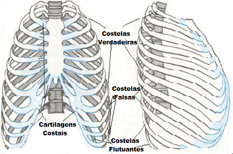 Laboratório de Anatomia: Costelas