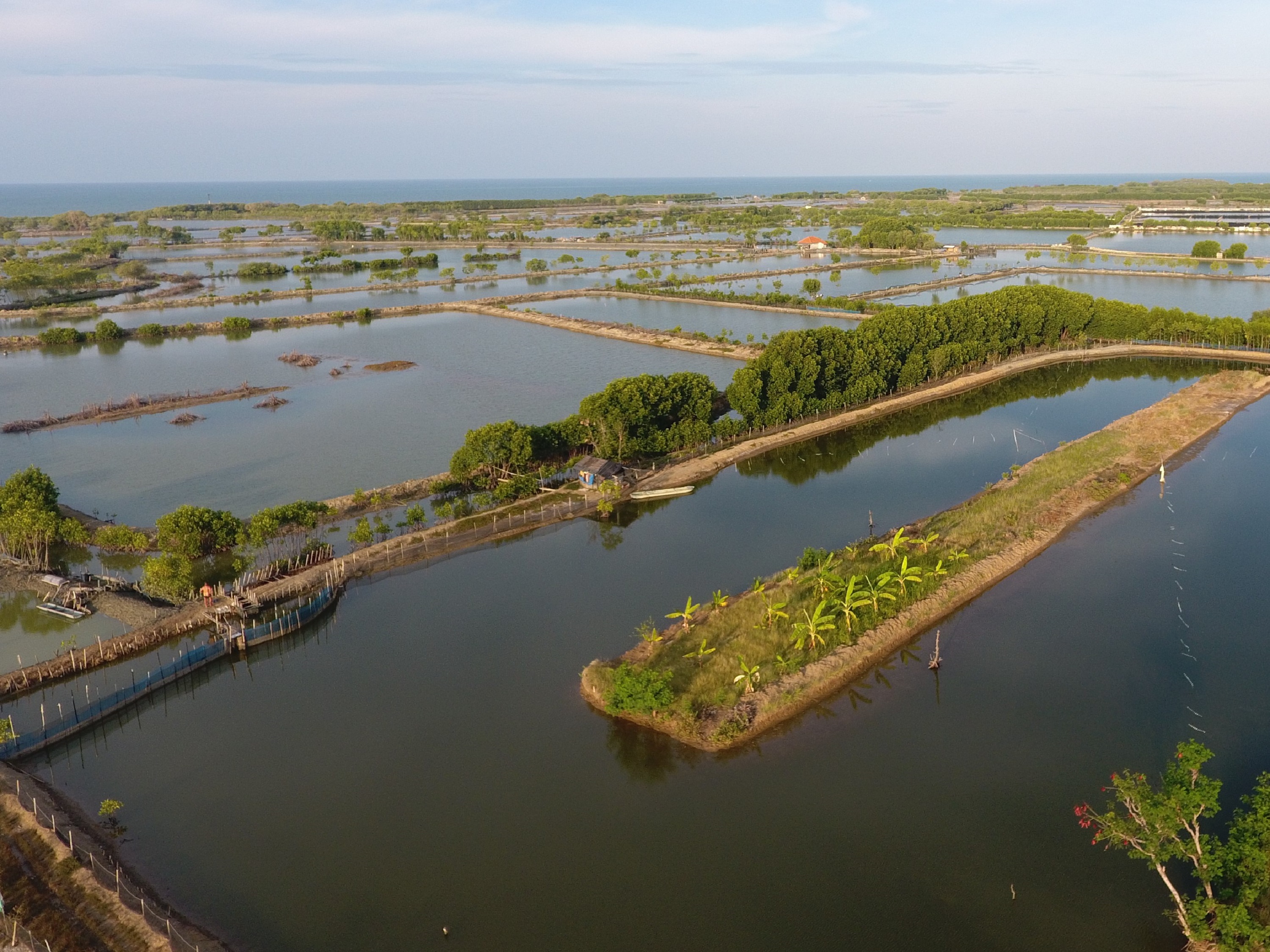 Lowongan Magang Program Sertifikasi Mangrove - IKAMaT