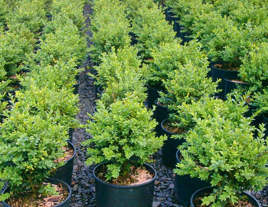 Simsir (Buxus) - TARIM ÜRÜNLERİ