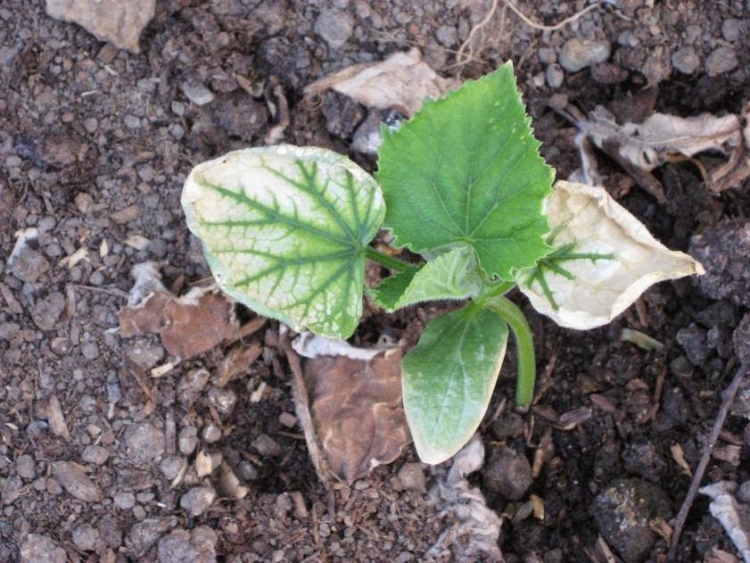 Leaf burn or scorch on Tomato and Cucumber plants