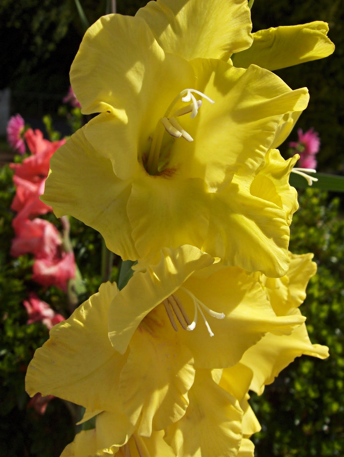 Mike's Cornwall: 10 Photos of August Flowers and Colour In Our Garden ...