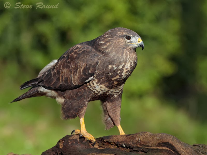 Steve Round Wildlife Photography: Buzzards in Sunshine