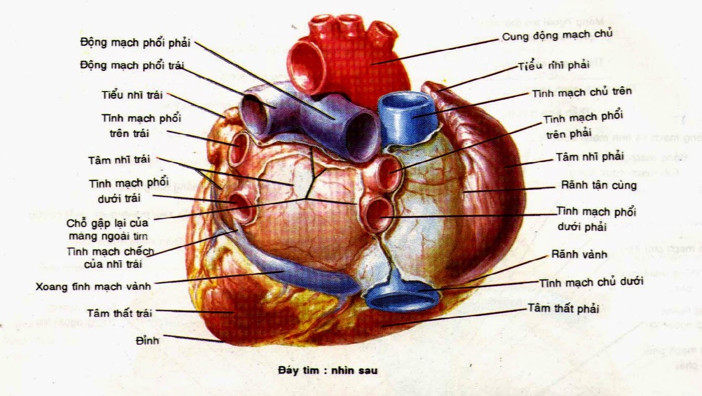 Góc nhỏ xíu xiu của CC: GIẢI PHẪU TIM TRƯỞNG THÀNH