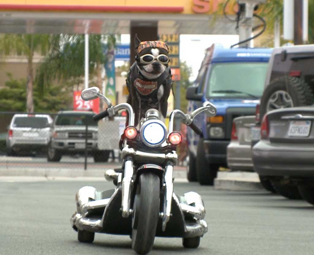 Nothing To Do With Arbroath: Chopper the Biker Dog stripped of his ...