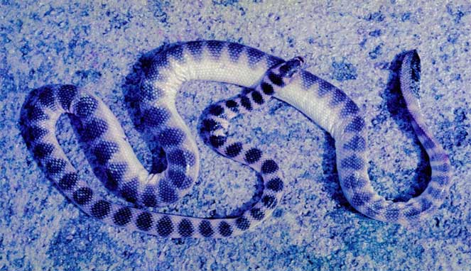 MENGENAL 6 ULAR LAUT PALING BERBISA DI INDONESIA