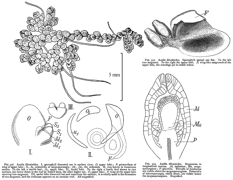 Azolla pinata: Pengertian Azolla