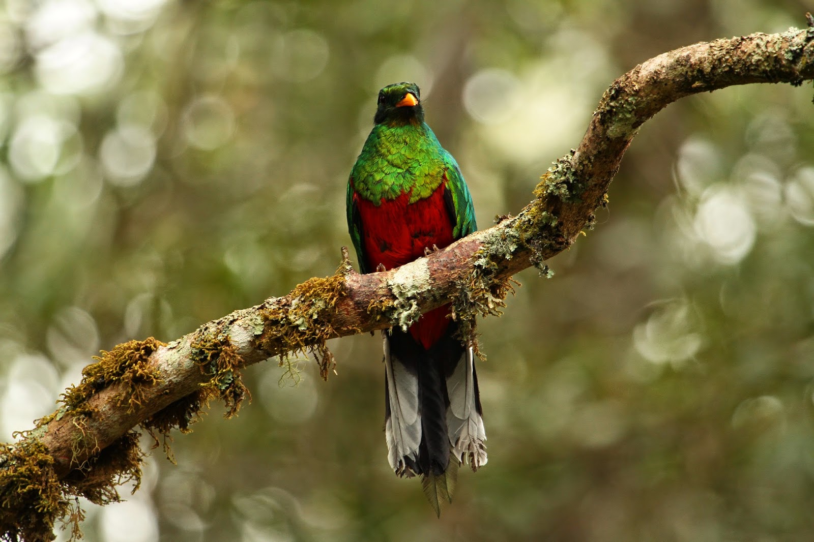 Nuestro bello mundo...: White-tipped Quetzal, male, Pharomachrus ...