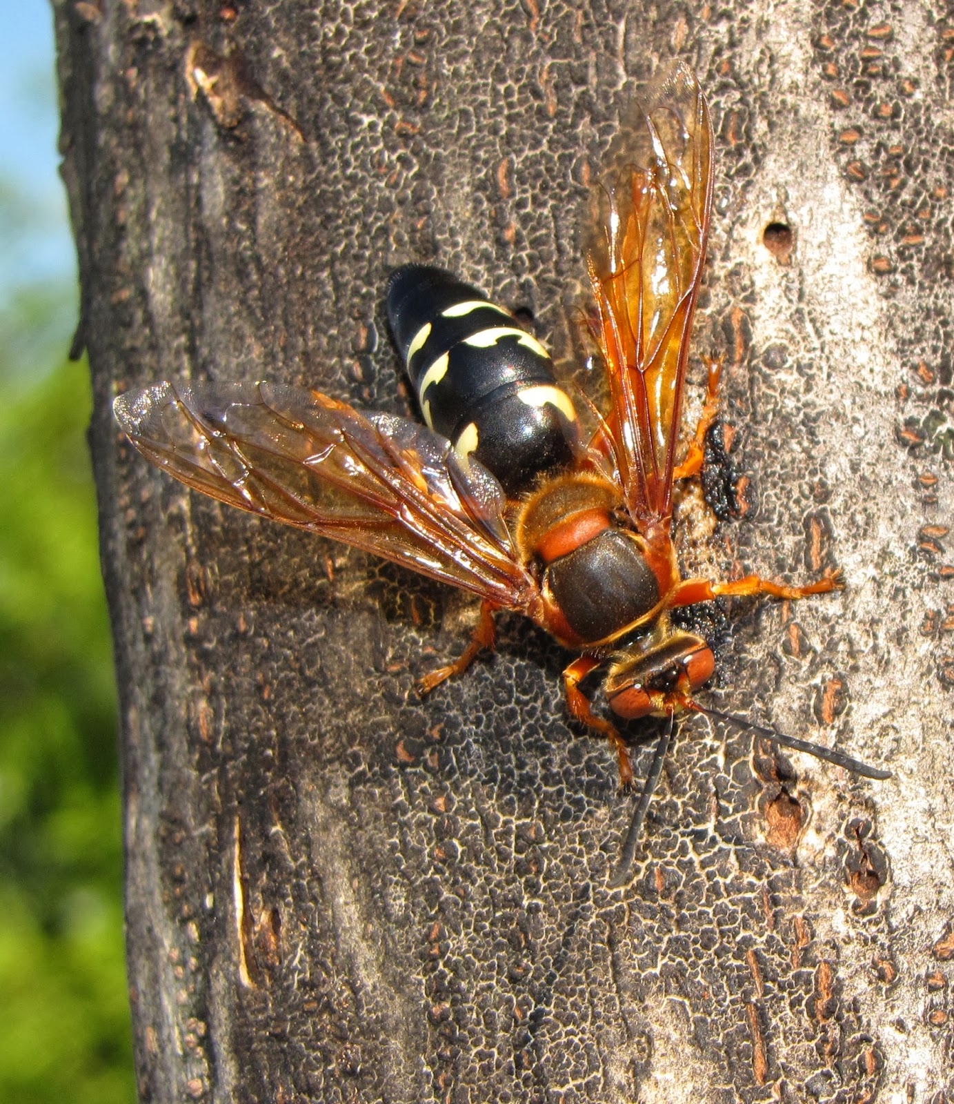 Bug Eric Eastern Cicada Killer