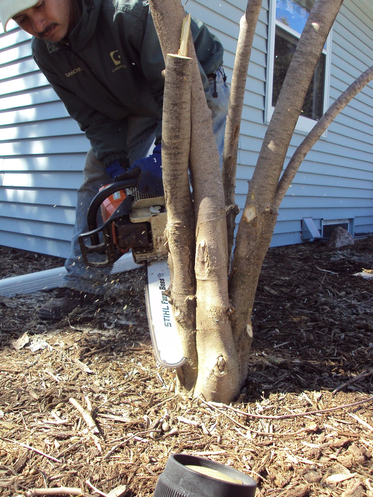 "Goodness in the Garden": "YES, you can!" Pruning Tips for Suckers ...