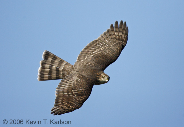 West County Hawkwatch Raptor Research Group : Lynch Canyon 11-1-2020 ...