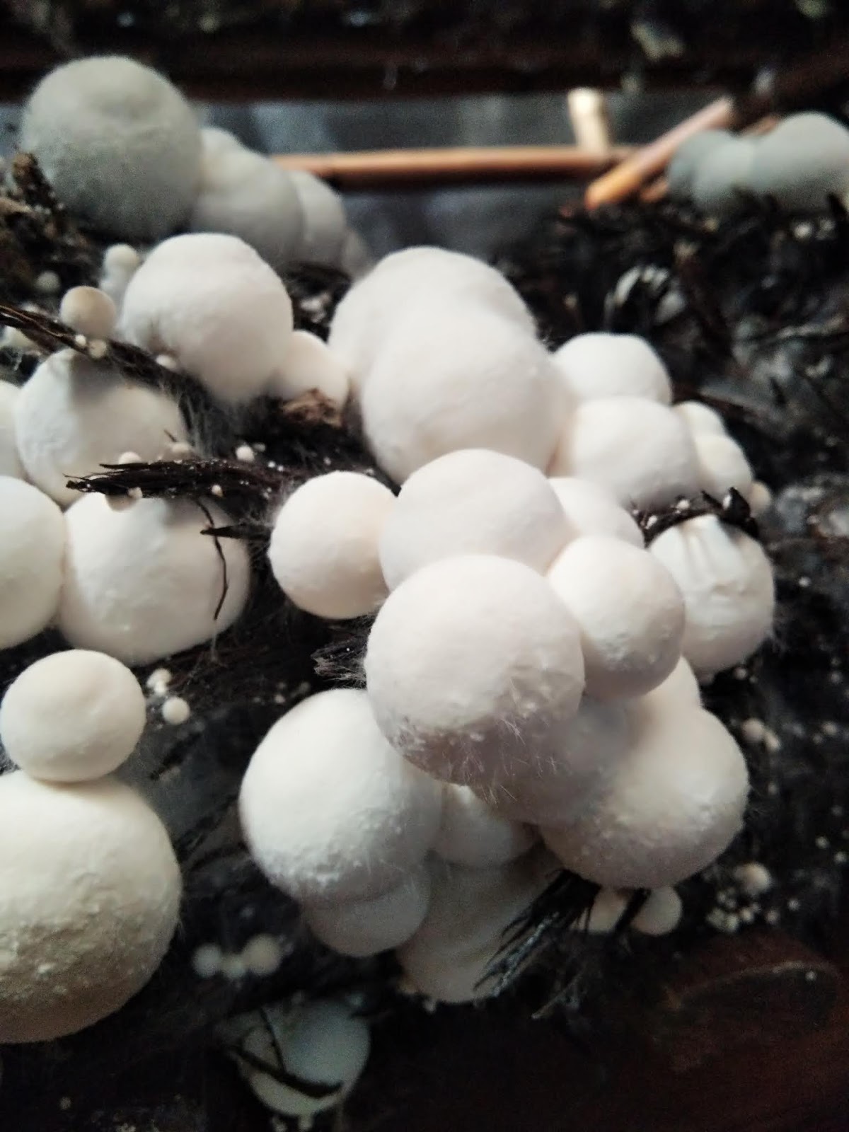 JAMUR MERANG Atau JAMUR SAWIT (Pemasanan BIBIT JAMUR MERANG)